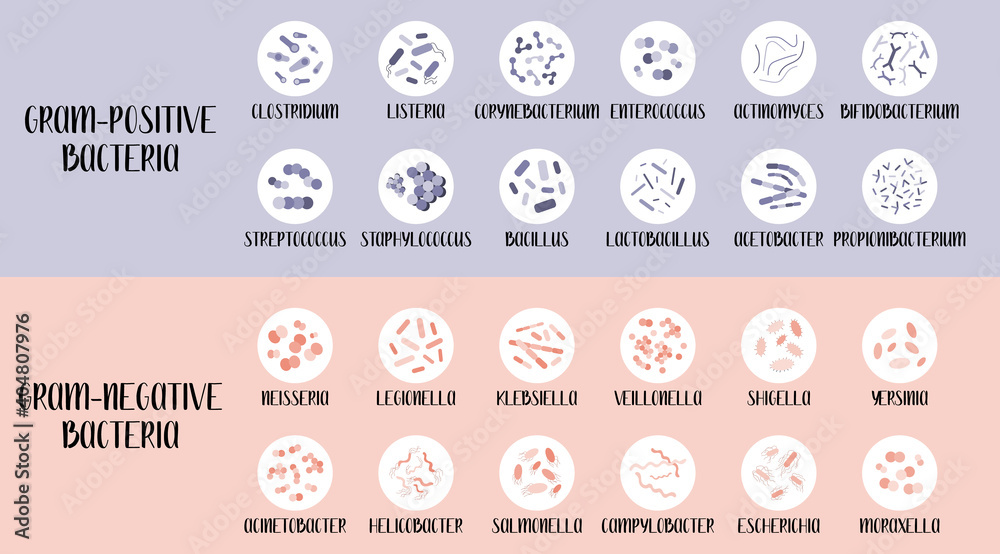 Gram-positive and gram-negative bacteria. Bacteria classification ... Gram-positive and gram-negative bacteria. Bacteria classification ...