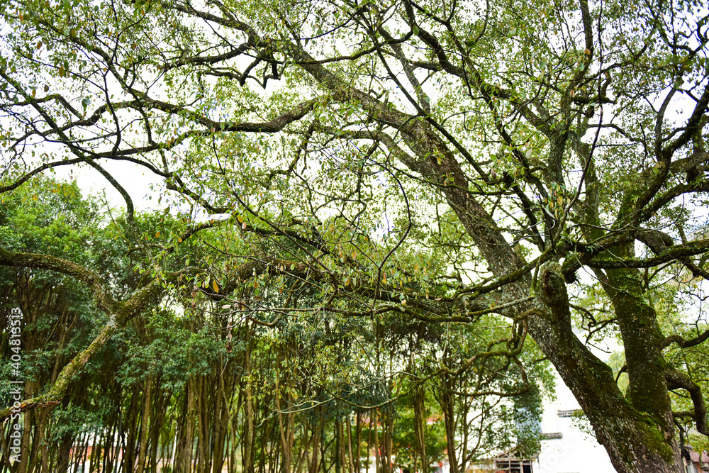 Ancient Chinese Banyan and its vines Stock Photo | Adobe Stock