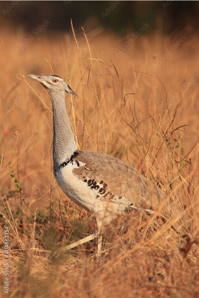 Kori Bustard Feathers