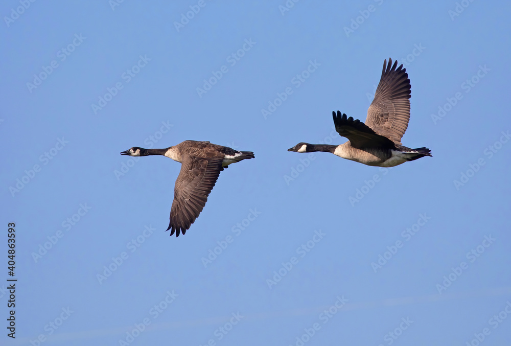 The Canada duck (Branta canadensis) is a large wild goose with a black ...