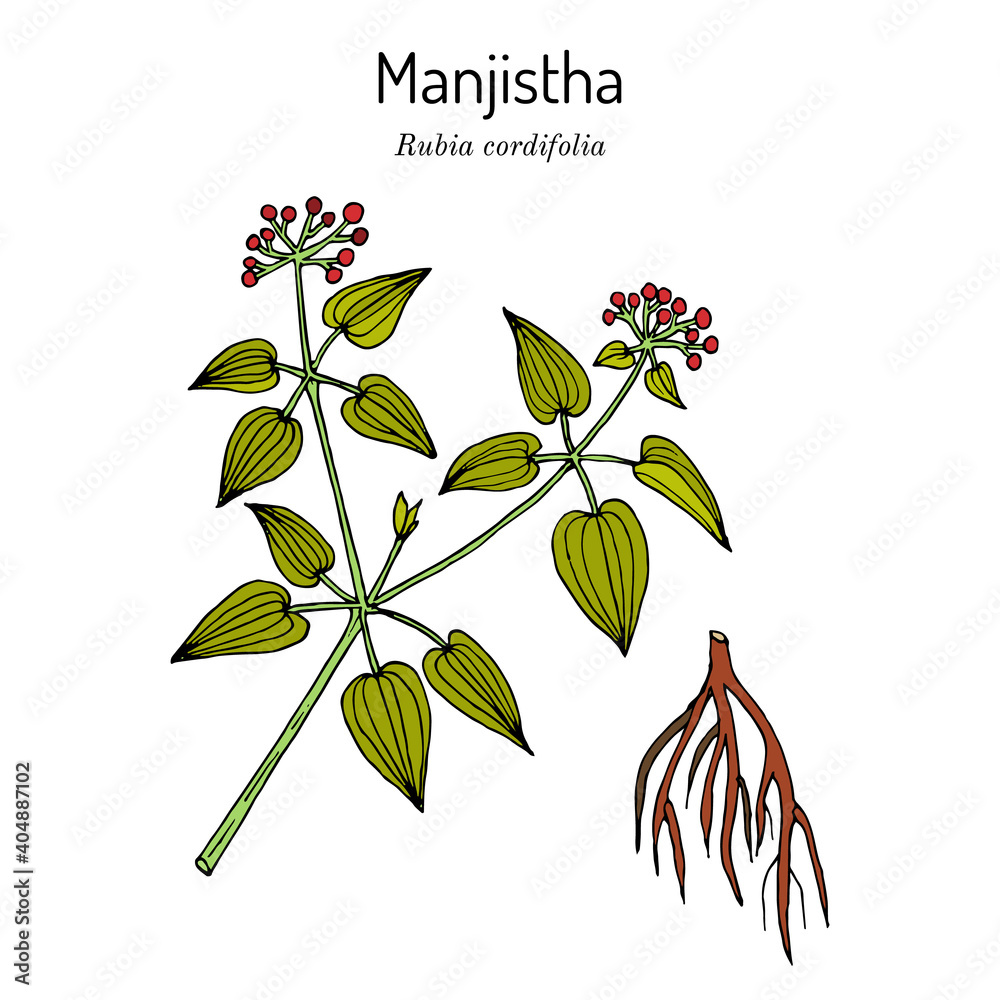 Manjistha Rubia cordifolia , or Indian madder, medicinal plant Stock ...
