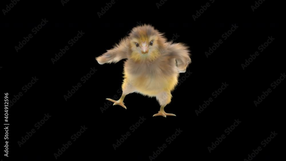 Baby Chickens Dance CG fur 3d rendering animal realistic composition 3d ...