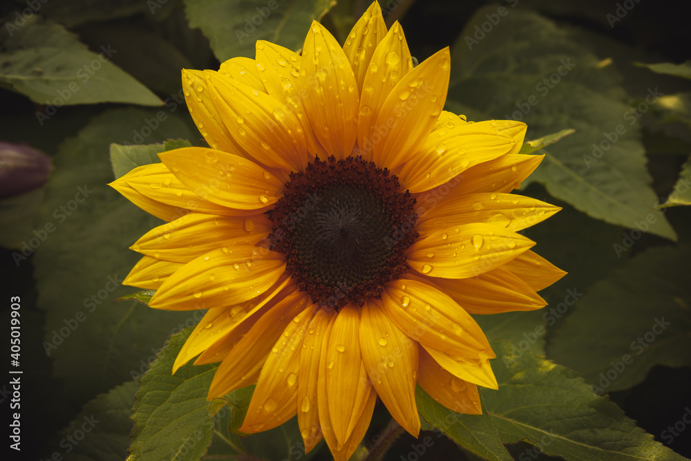 Single Sunflower Photography