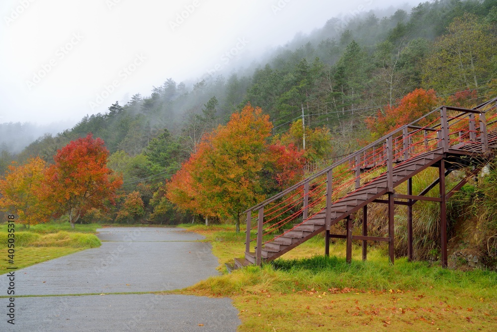Formosan Sweet Gum、Fragrant Maple、Beautiful Sweetgum(Liquidambar ...