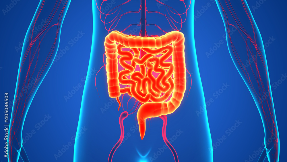 Human Digestive System Large and Small Intestine Anatomy Stock ...
