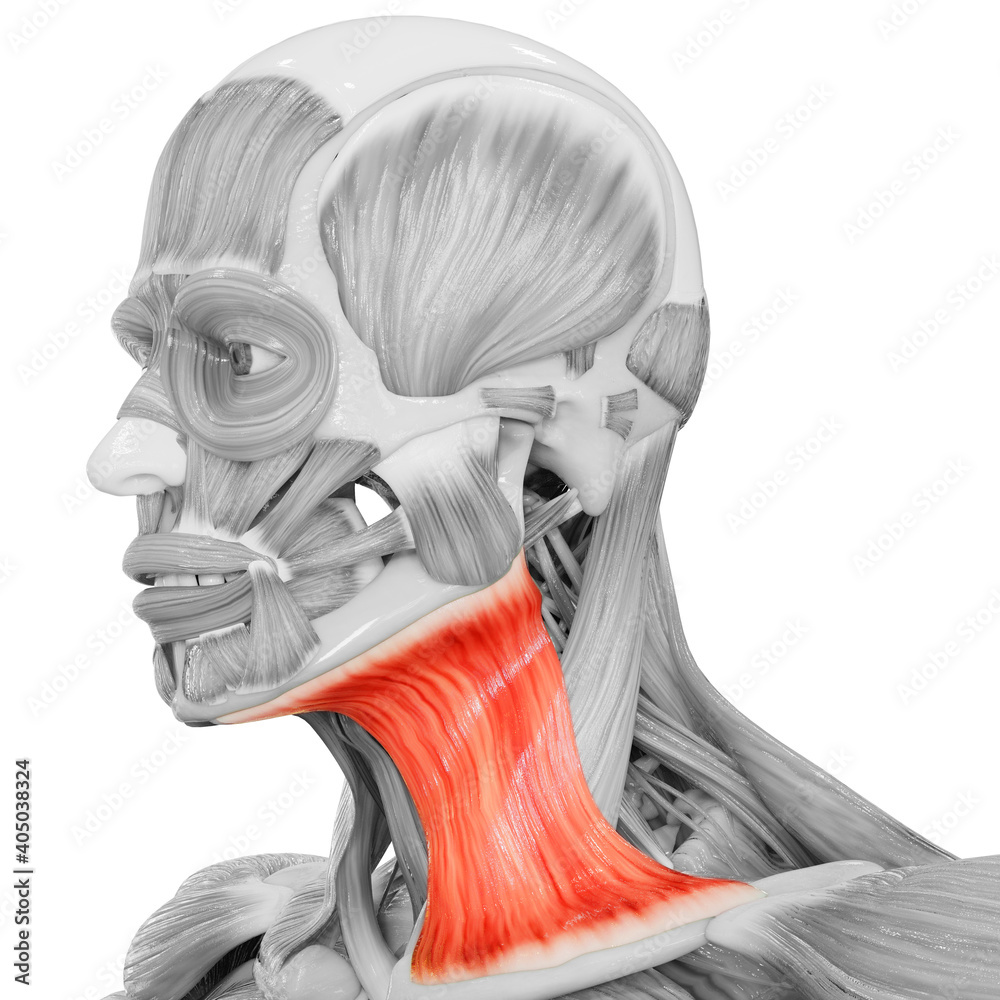 Human Body Muscular System Head Muscles Platysma Muscle Anatomy Stock ...