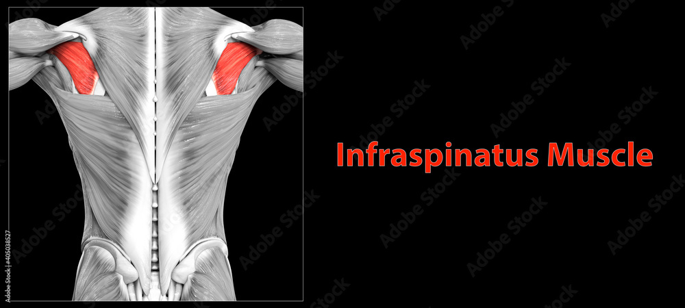 Human Muscular System Torso Muscles Infraspinatus Muscle Anatomy Stock ...