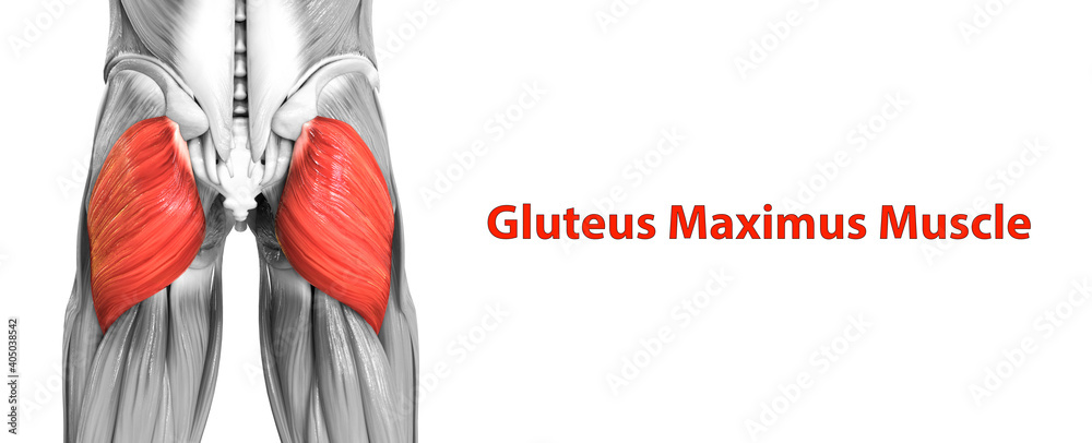 Human Muscular System Leg Muscles Gluteus Maximus Muscle Anatomy Stock ...