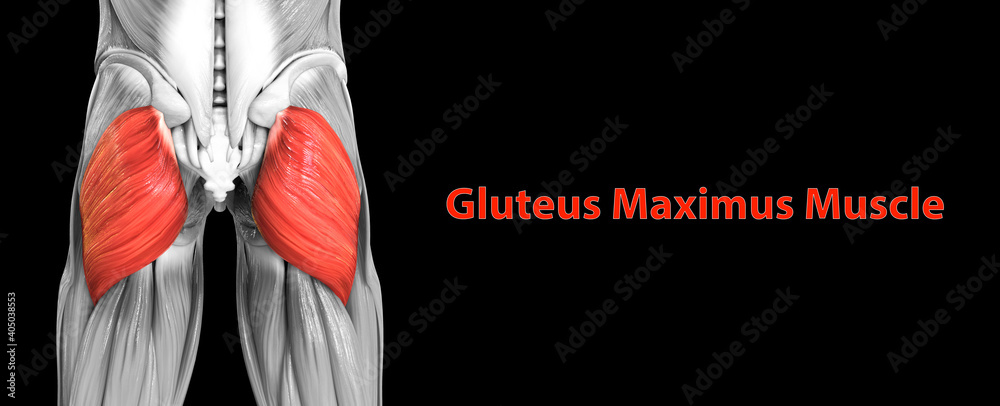 Human Muscular System Leg Muscles Gluteus Maximus Muscle Anatomy Stock ...