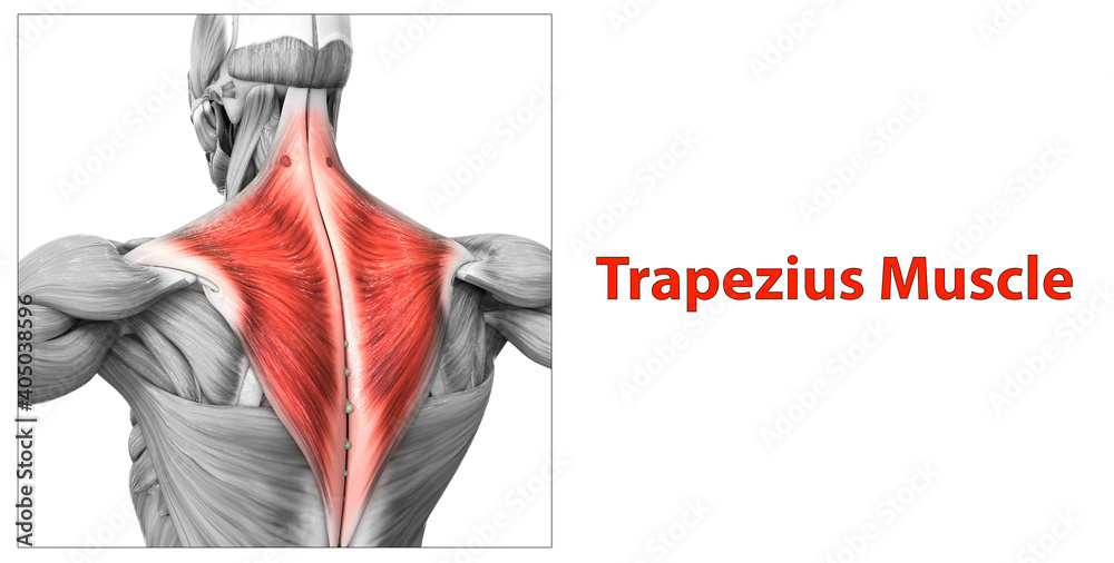Human Muscular System Torso Muscles Trapezius Muscle Anatomy Stock ...