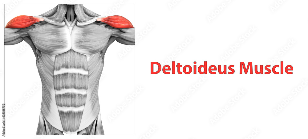 Human Muscular System Arm Muscles Deltoideus Muscle Anatomy Stock ...