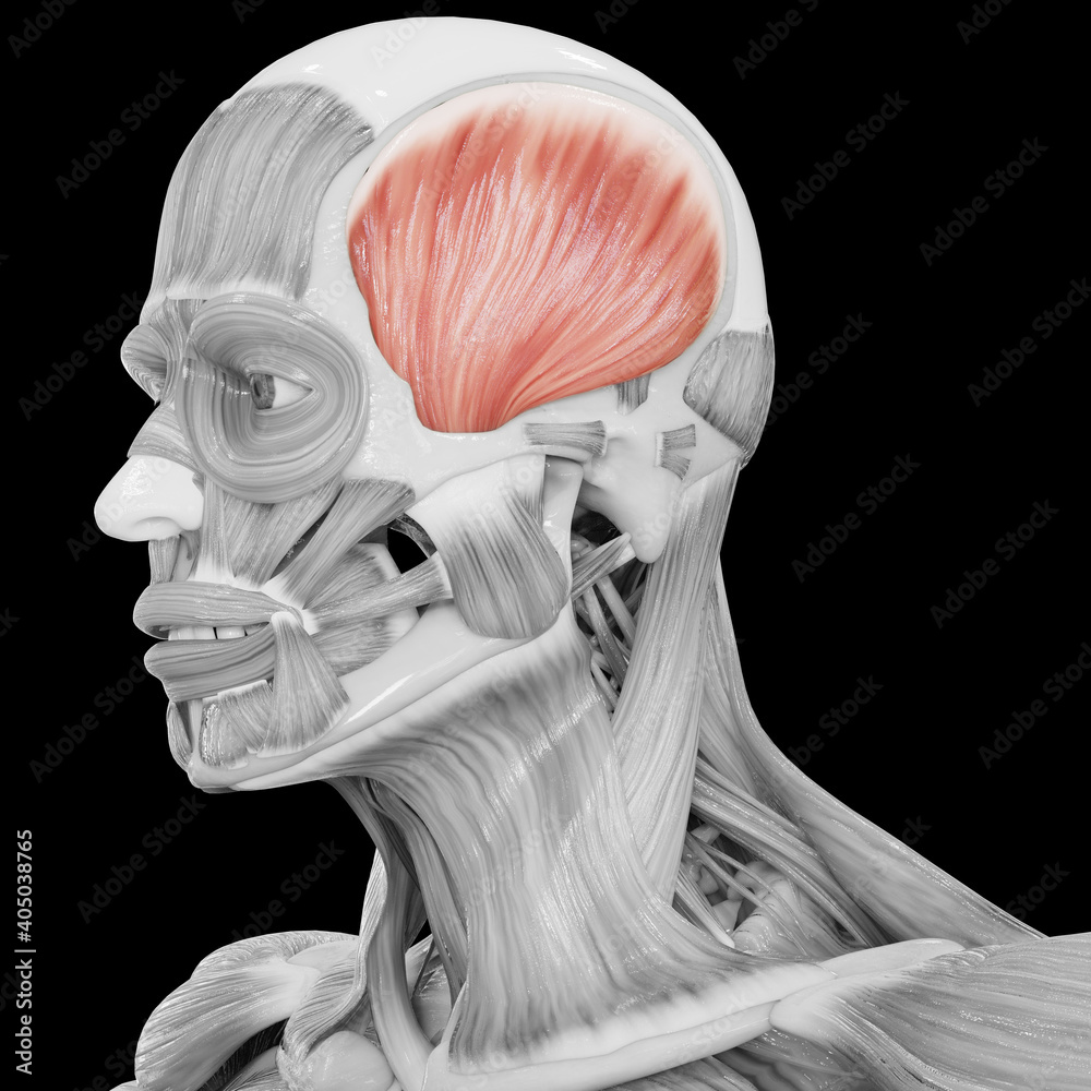 Human Body Muscular System Head Muscles Temporal Muscle Anatomy Stock ...