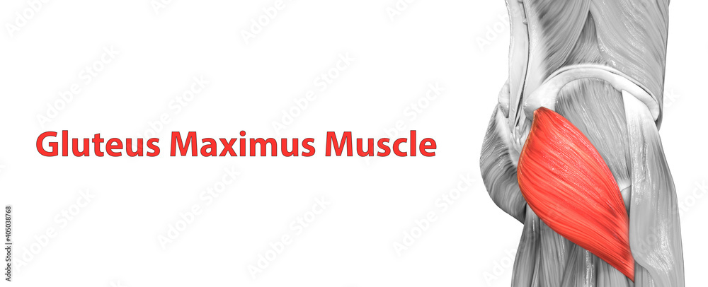 Human Muscular System Leg Muscles Gluteus Maximus Muscle Anatomy Stock ...