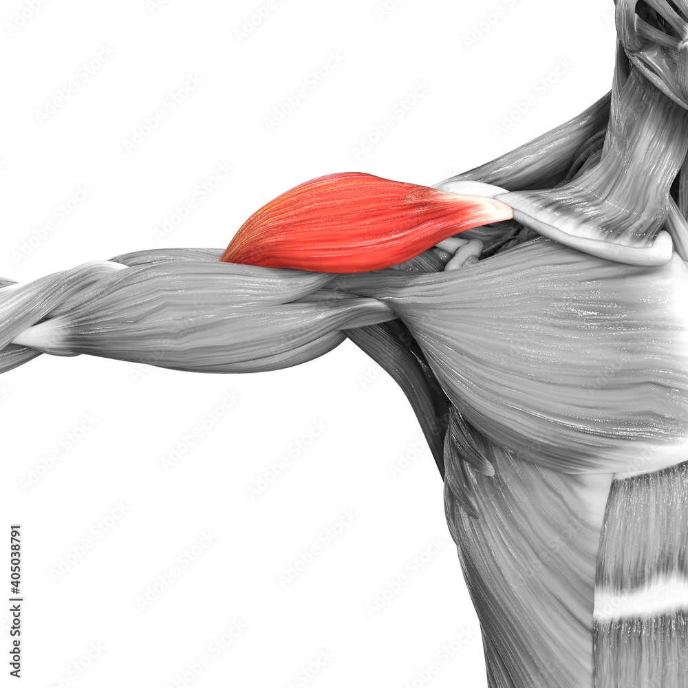 Human Muscular System Arm Muscles Deltoideus Muscle Anatomy Stock ...