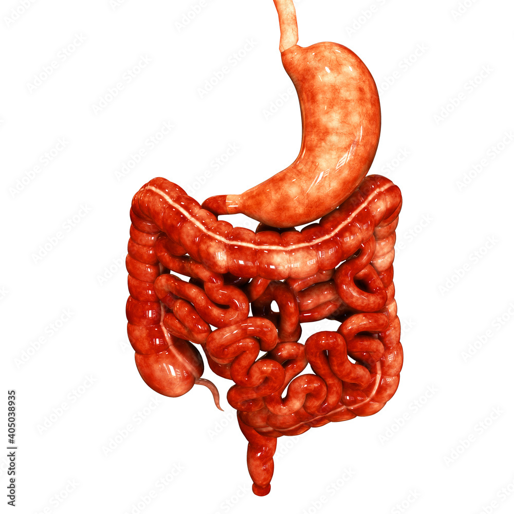 Human Digestive System Anatomy Stock Illustration | Adobe Stock