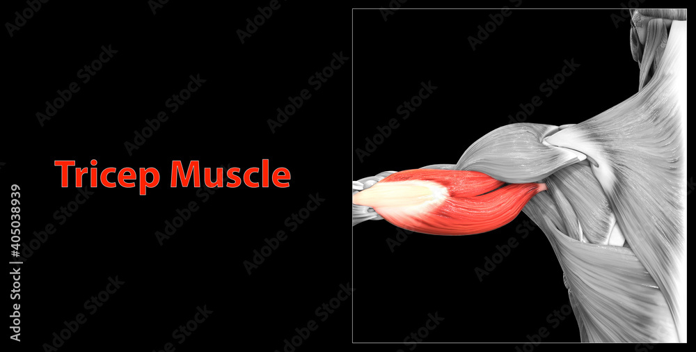 Human Muscular System Arm Muscles Tricep Muscle Anatomy Stock ...