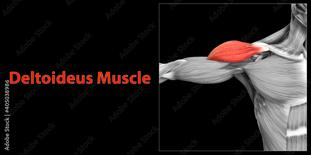 Human Muscular System Arm Muscles Deltoideus Muscle Anatomy Stock ...