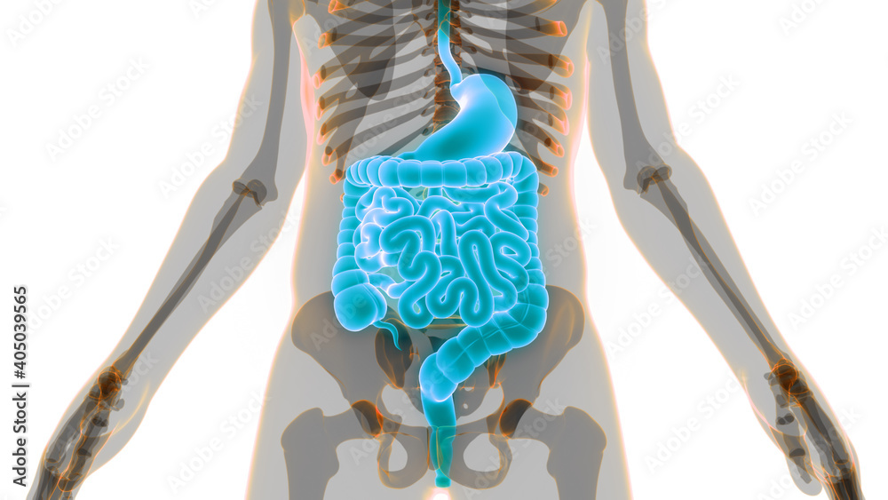 Human Digestive System Anatomy Stock Illustration | Adobe Stock