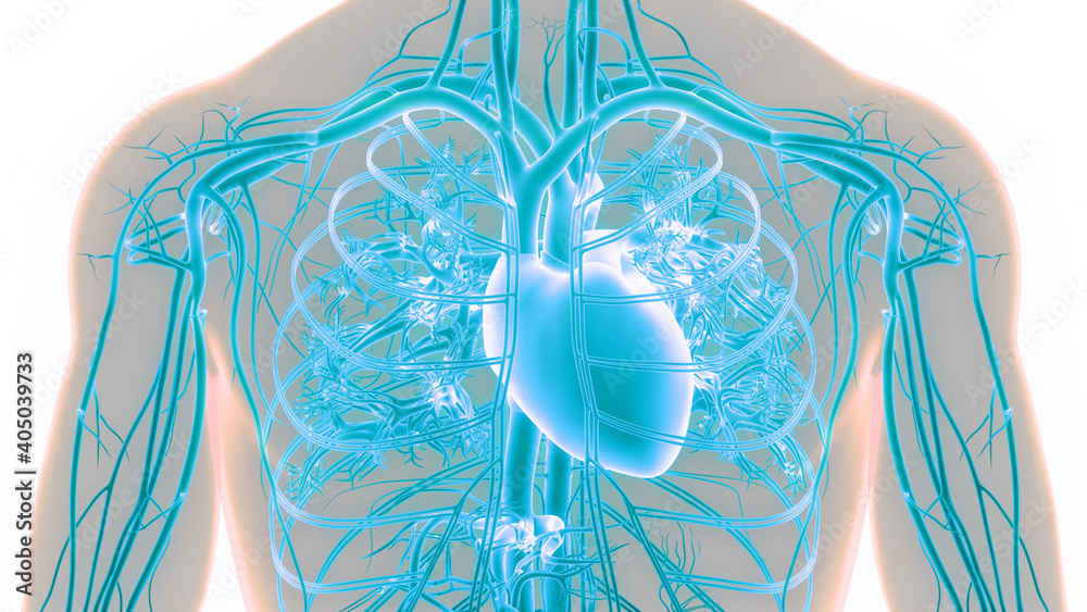 Human Circulatory System Heart Anatomy Stock Illustration | Adobe Stock