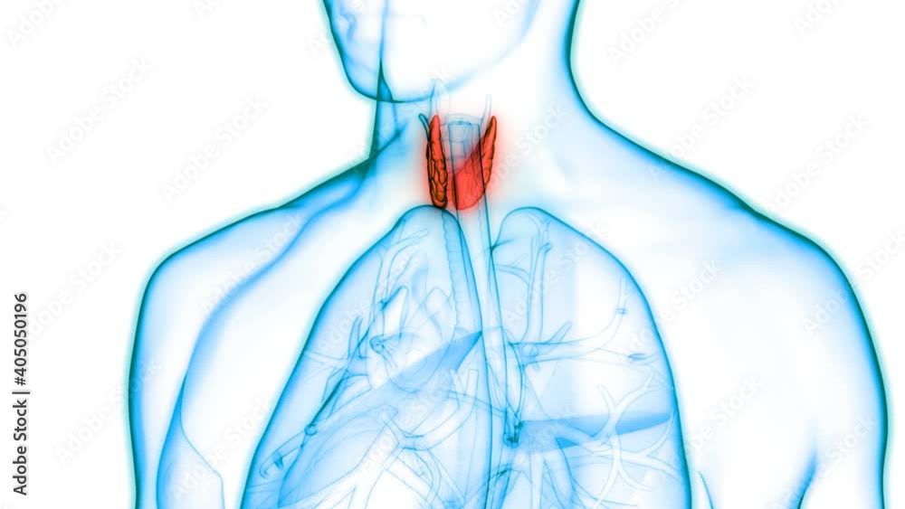 Human Body Glands Lobes of Thyroid Gland Anatomy Animation Concept ...
