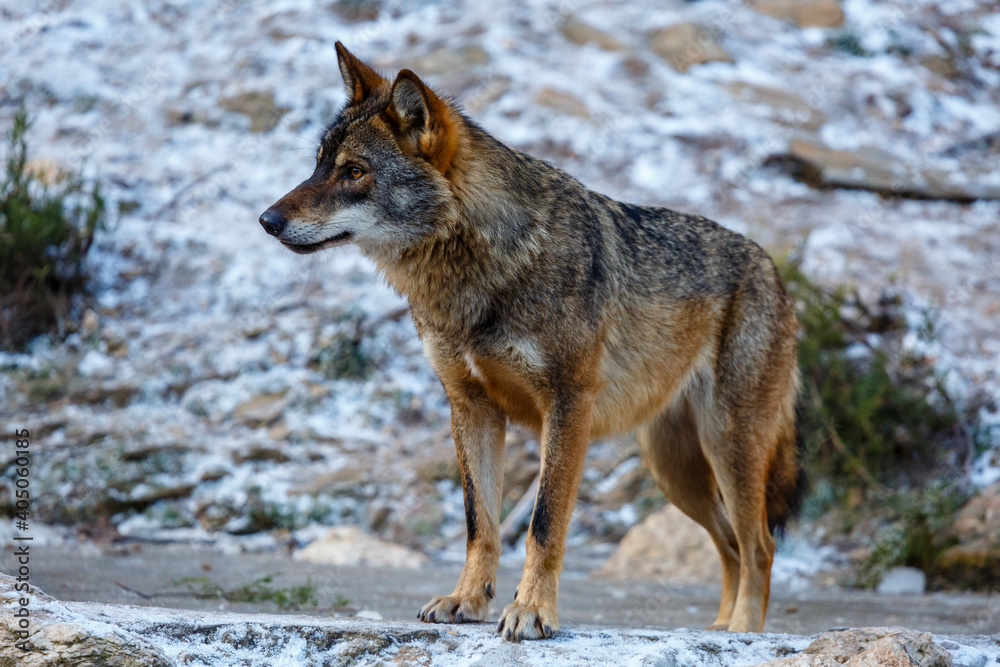 Iberian Wolf