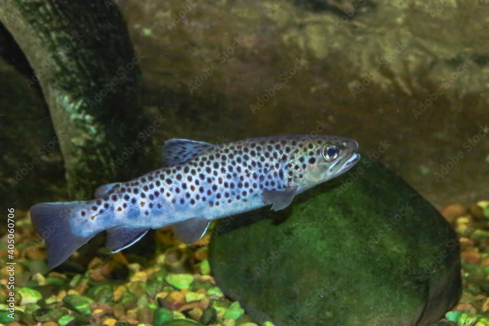 Salmo trutta fario. La trucha fario, también conocida como trucha café ...