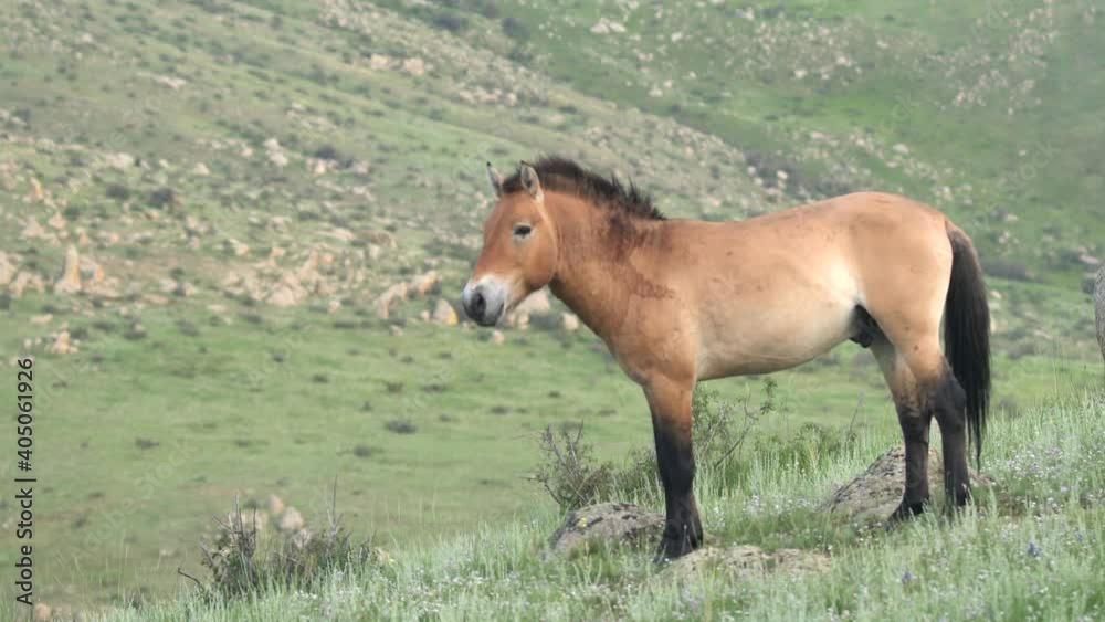 Przewalski's horses in real natural habitat environment in the ...