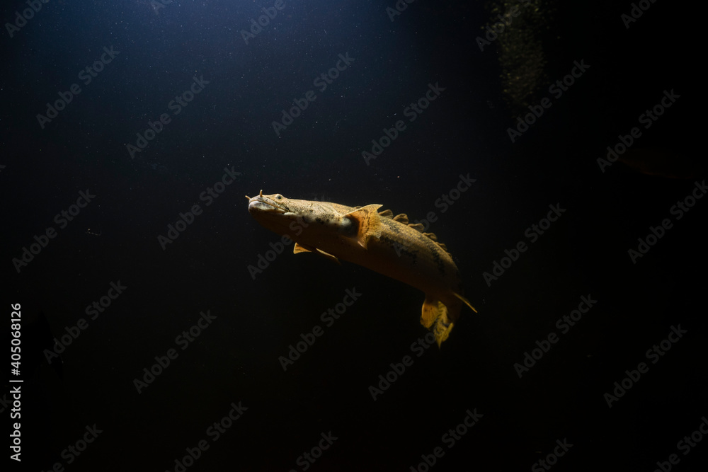 Polypterus endlicheri, a species of freshwater fish in the bichir ...