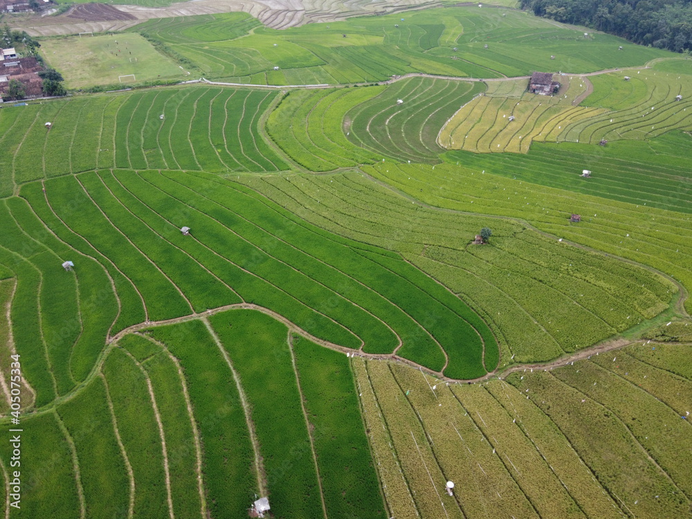 aerial panorama of agrarian rice fields landscape in the village of ...