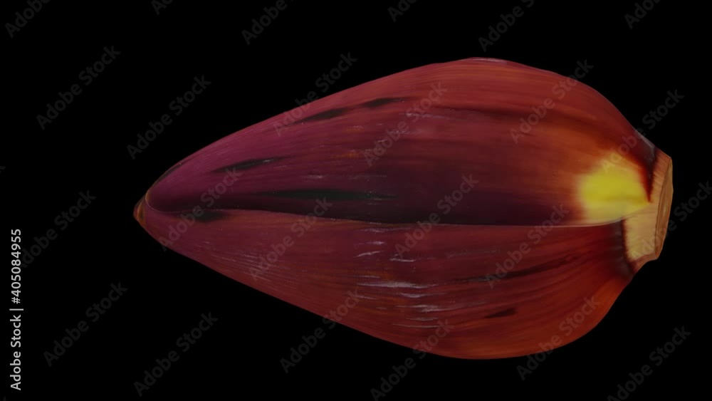 Realistic render of a rotating Banana Flower (also called a banana ...