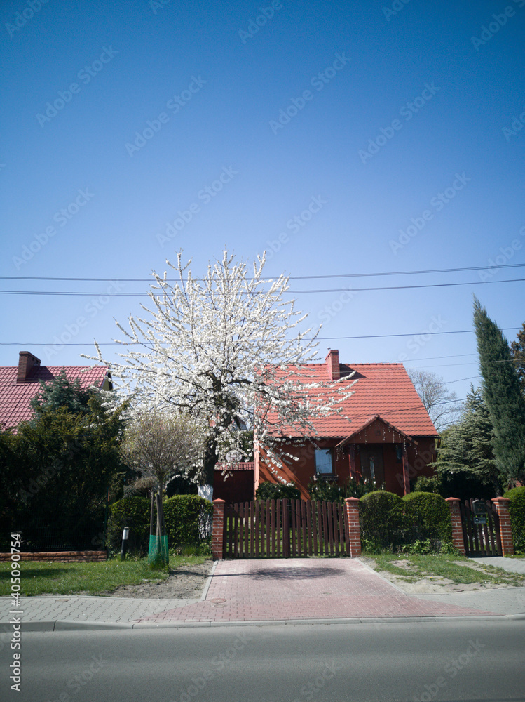 The beautiful brown two-story house next to trees with flowering tree ...