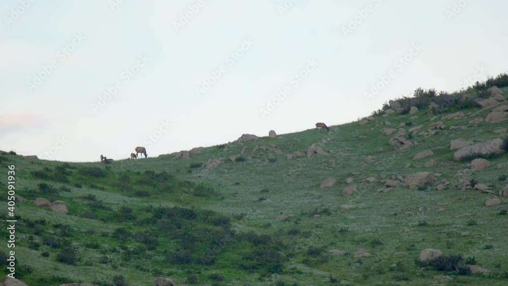 Herd of wild deer on the rocky mountain ridge.Wildlife animal nature ...