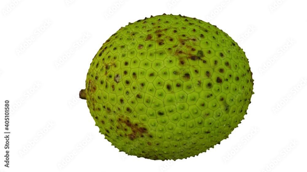 Realistic render of a spinning Breadfruit on white background. The ...