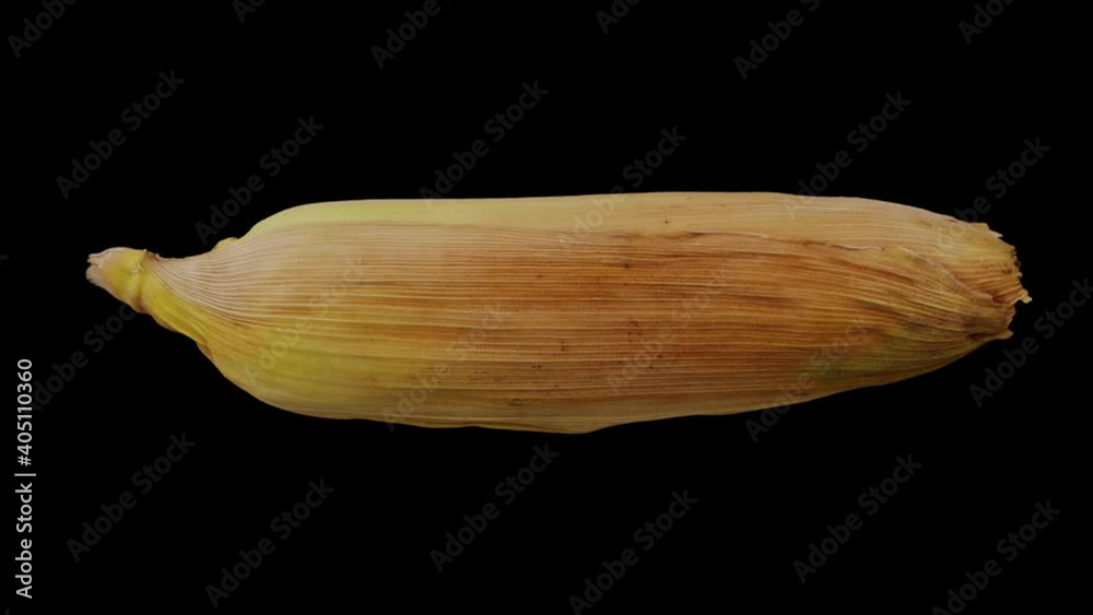 Realistic render of a rolling Unpeeled Corn (Maize) on the Cob in the ...