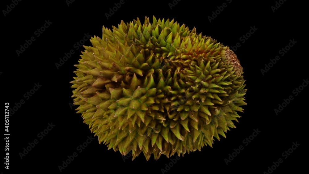 Realistic render of a spinning Durian fruit on black background. The ...