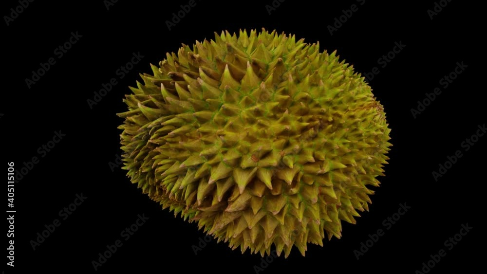 Realistic render of a rotating Durian fruit on black background. The ...
