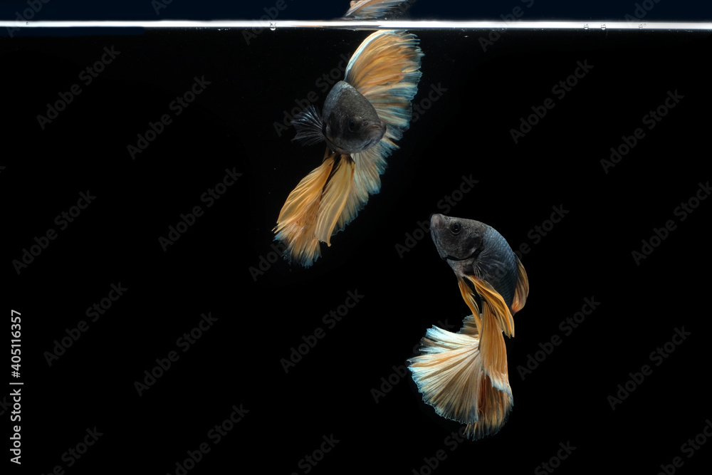 Front view angle of yellow golden halfmoon rosetail yellow gold cooper ...