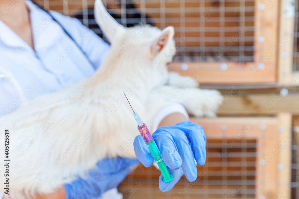 Young veterinarian woman with syringe holding and injecting goat kid on ...