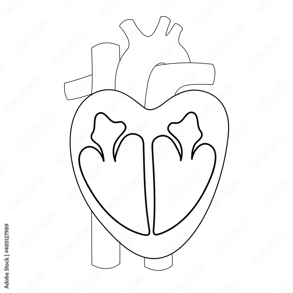 Black and white medical illustration of the heart with atriums and ...