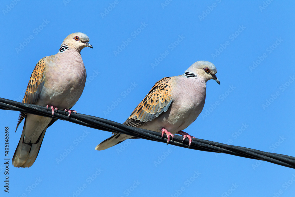 Zomertortel, Turtle Dove, Streptopelia turtur Stock Photo | Adobe Stock
