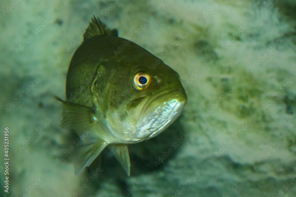 Acuario De Lobina Negra