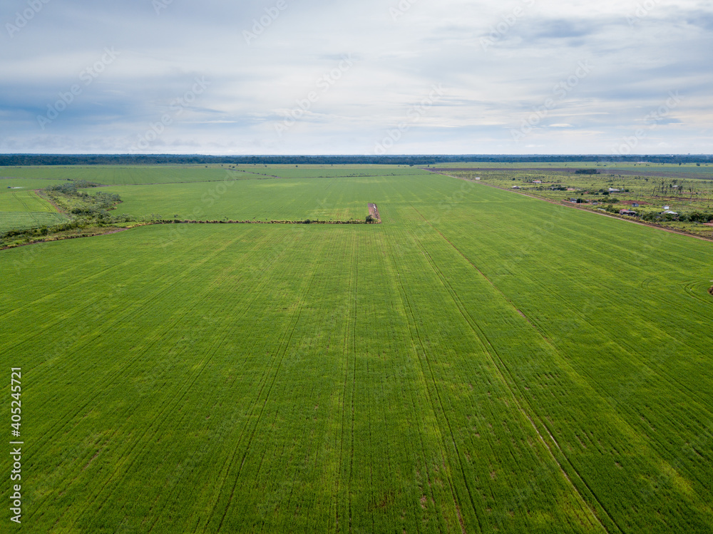 Foto de Aerial drone view of large soybean plantation in soy farm and ...