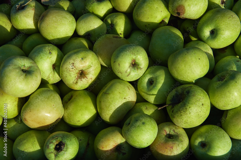 Lots of fresh raw apples. Green large apples of Granny Smith variety ...