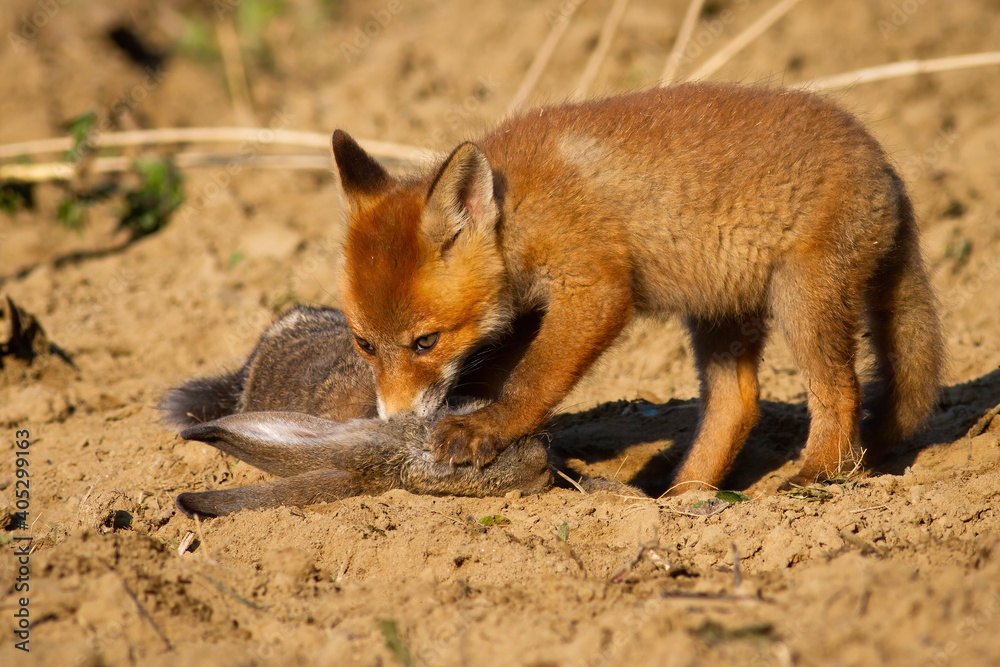 Juvenile red fox, vulpes vulpes, cub standing on killed prey with a paw ...