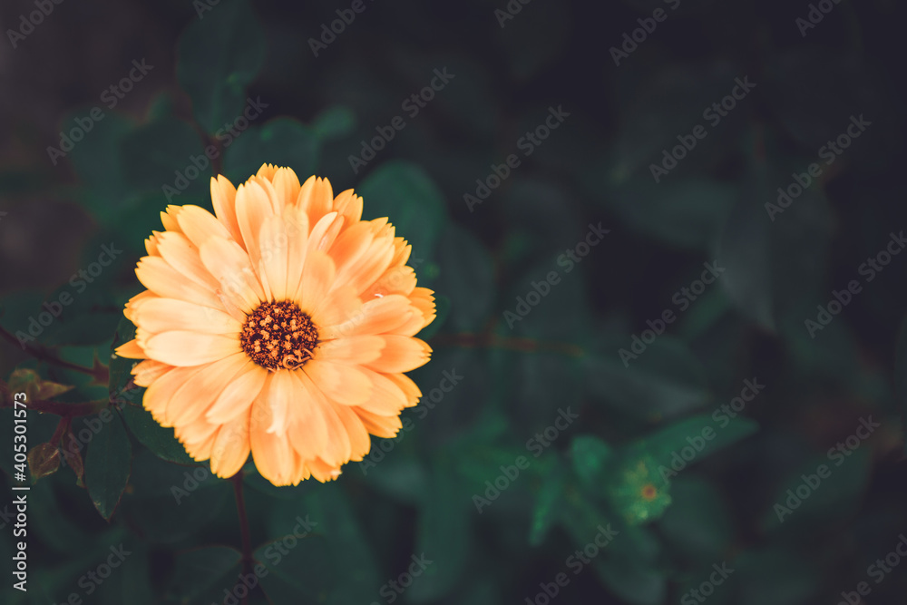 Orange Neven flower in the yard in dark retouch. Neven, Calendula ...