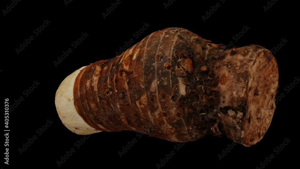 Realistic render of a rotating Taro (Gabi) Root on black background ...