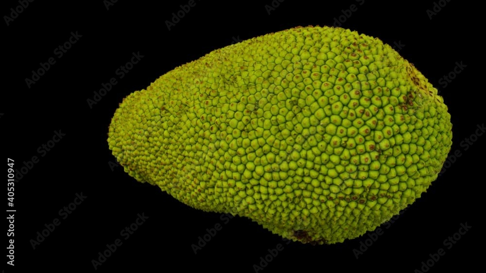 Realistic render of a spinning Taro (Gabi) Root on black background ...