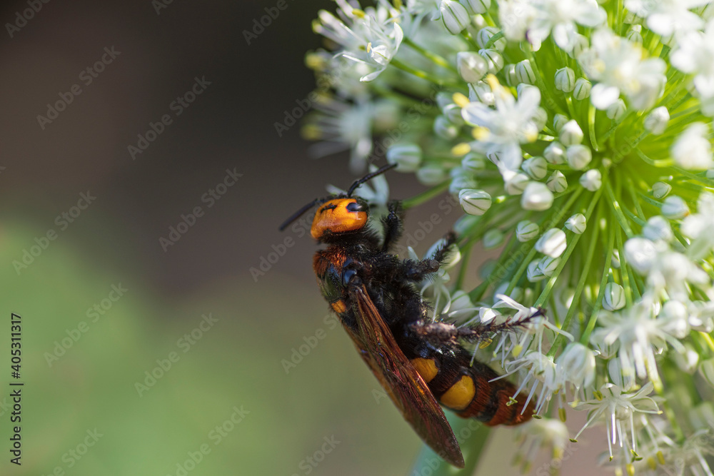 Megascolia maculata. The mammoth wasp. Scolia giant wasp on a onion ...