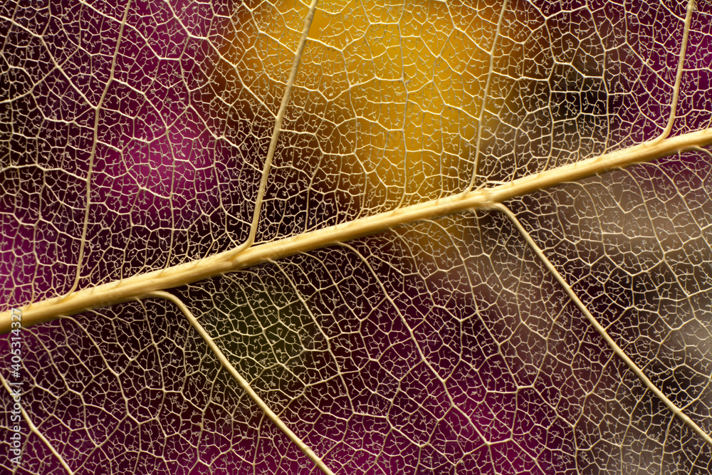 Skeleton frame leaf abstract background Stock Photo | Adobe Stock