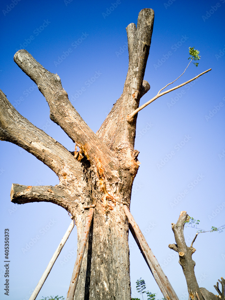 The trunk of a pruned tree. Pruned Tree Character - Limbs as ...